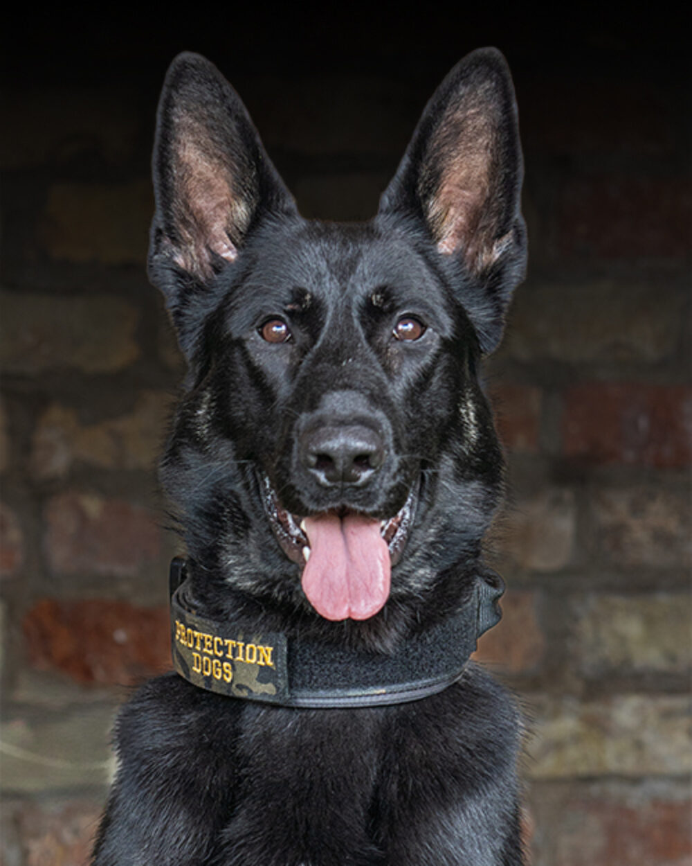 Family and Personal Protection Dogs for Sale UK | Protection Dogs