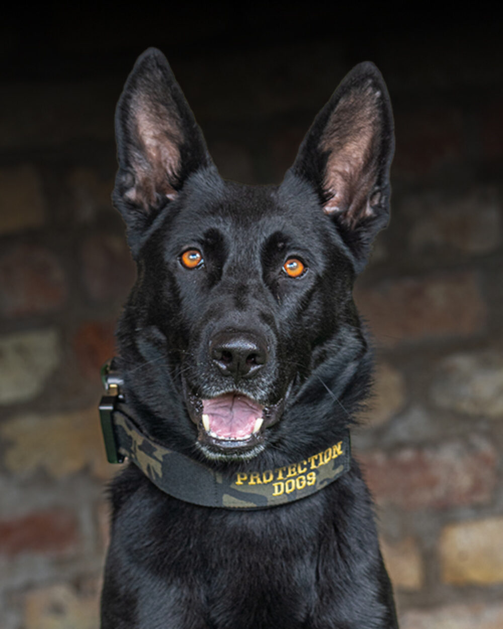 Xeva - Premium Protection Dog for Your Safety | Protection Dogs UK