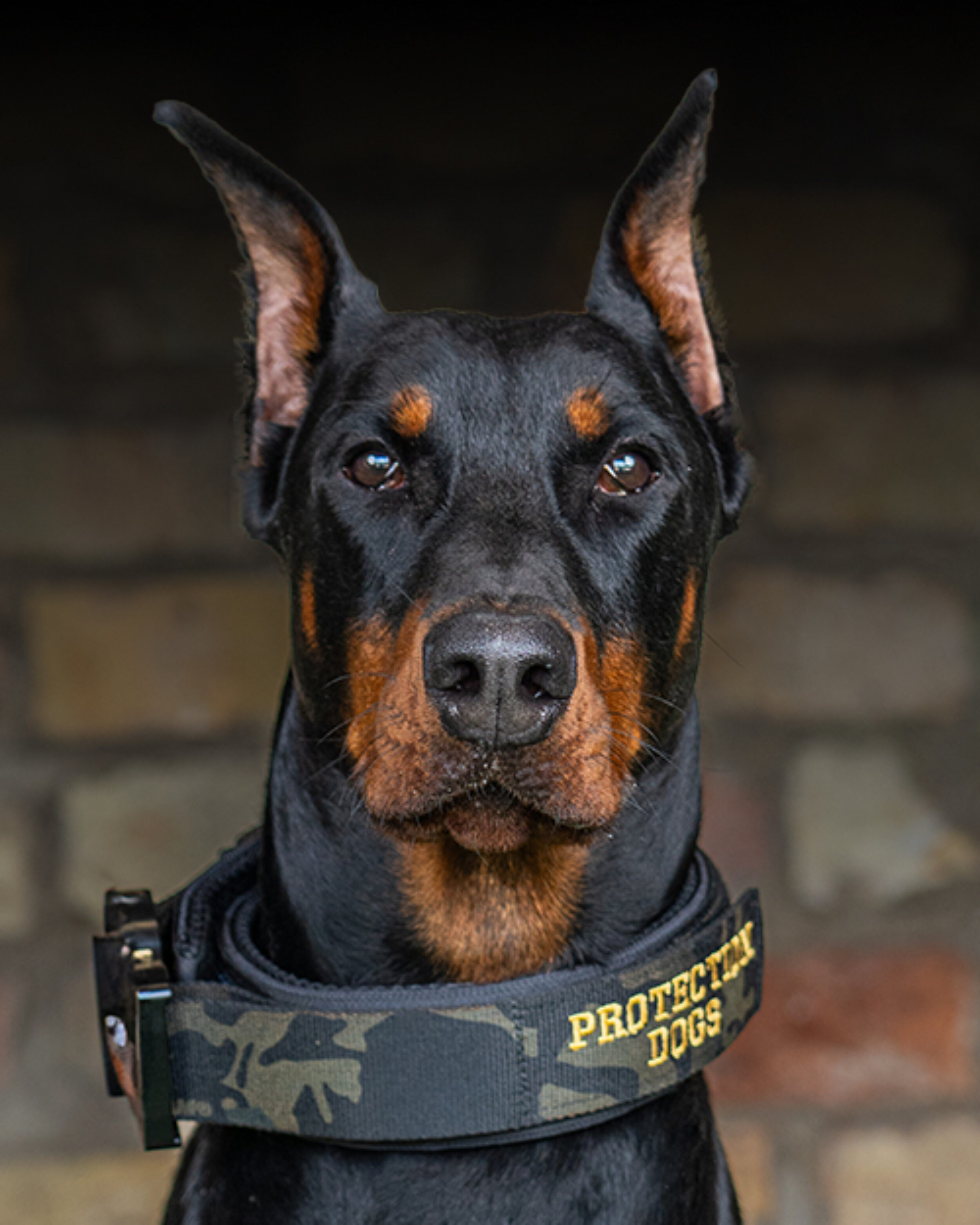 Murphy - Protection Dogs Worldwide