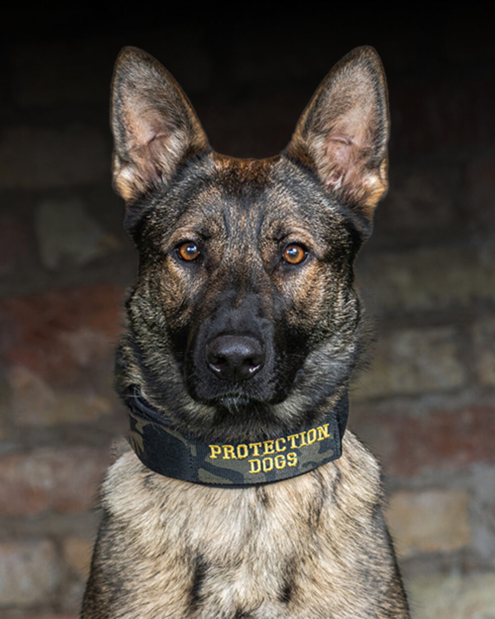 Xeva - Premium Protection Dog for Your Safety | Protection Dogs UK