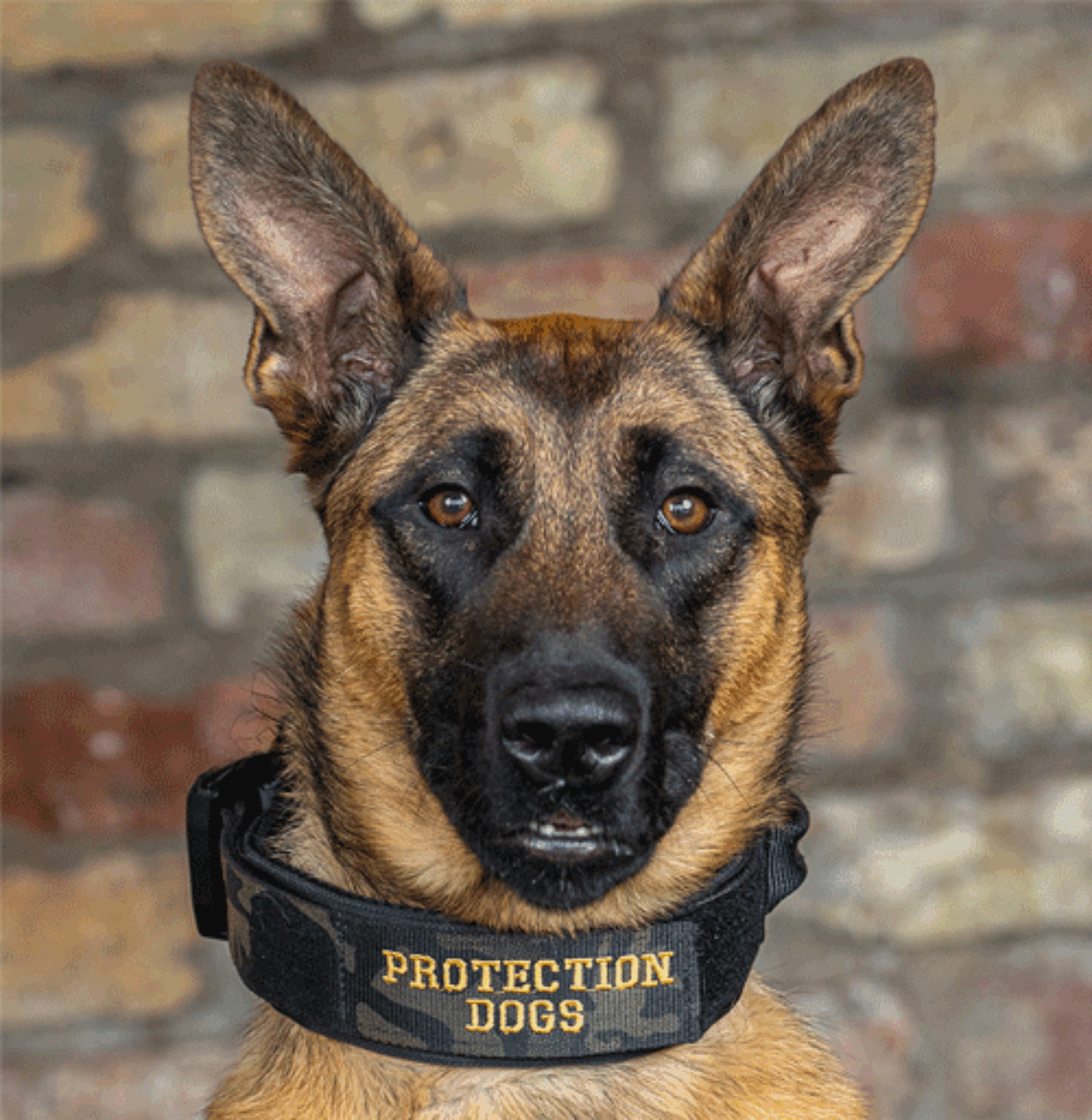 Dog Breed: Dutch Heder for sale - Protection Dogs Worldwide