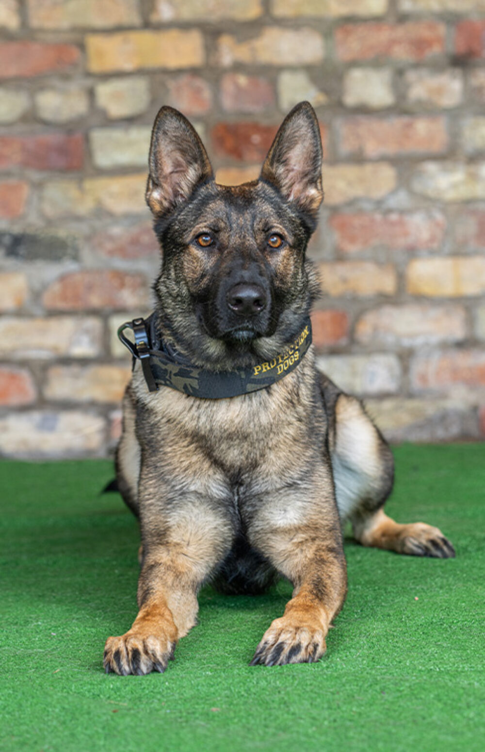 Nala - Protection Dogs Worldwide