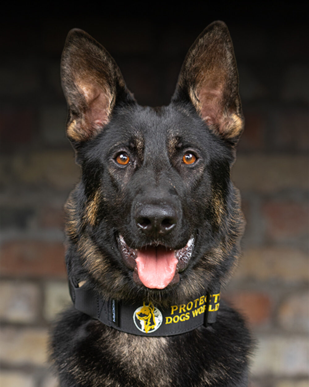 German Shepherd Protection Dogs for Sale | Protection Dogs UK
