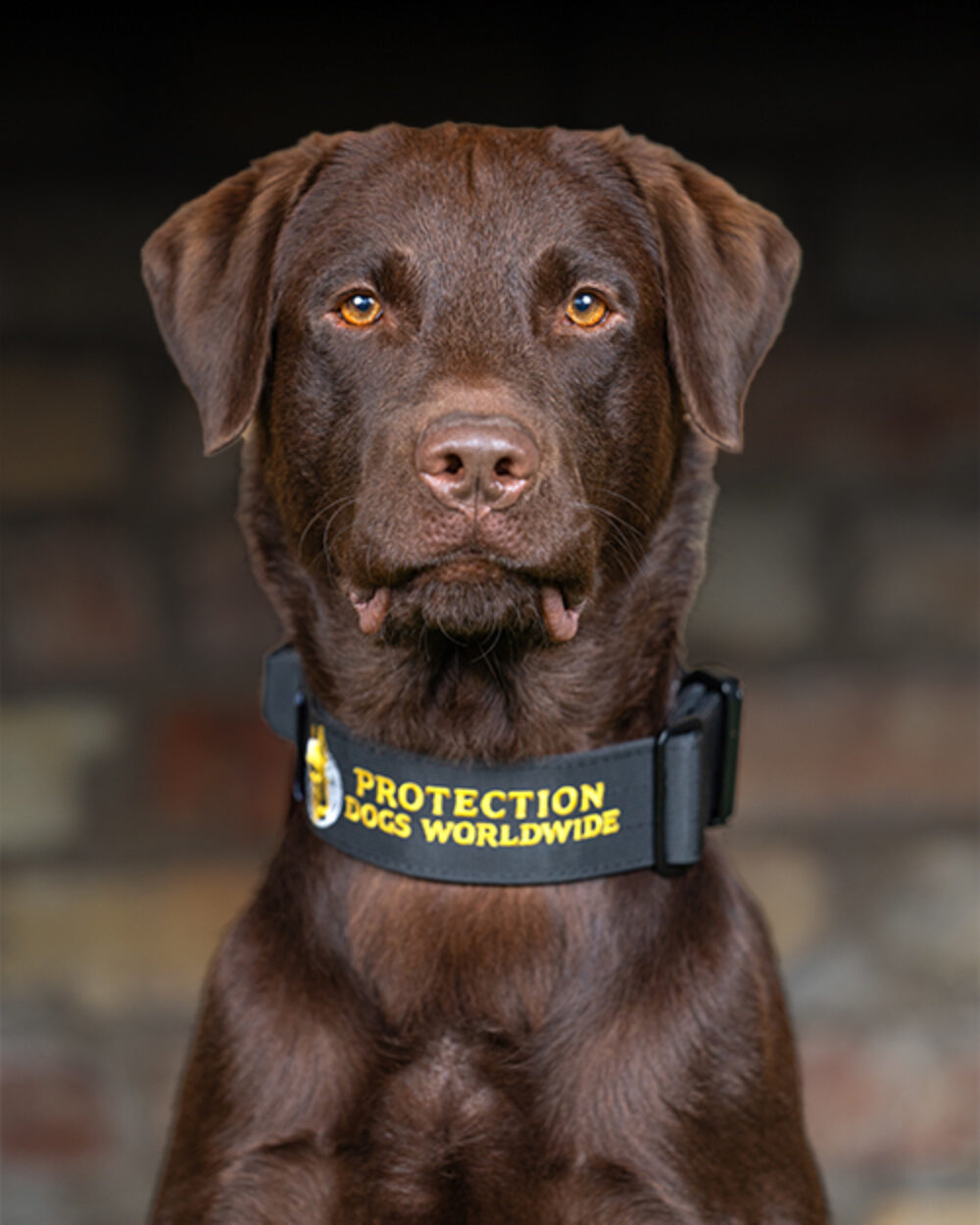 Xeva - Premium Protection Dog for Your Safety | Protection Dogs UK