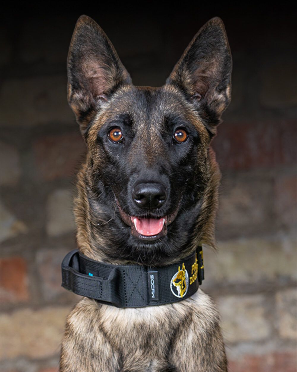 Family and Personal Protection Dogs for Sale UK | Protection Dogs