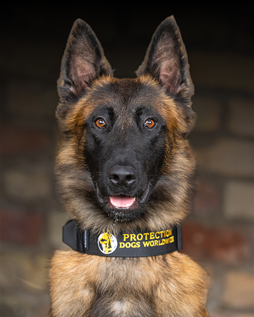 Xeva - Premium Protection Dog for Your Safety | Protection Dogs UK