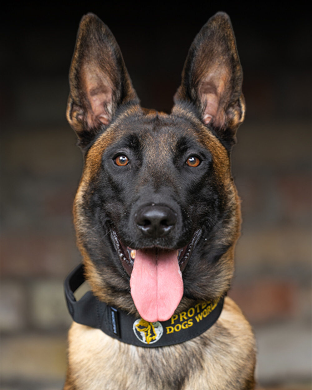 Xeva - Premium Protection Dog for Your Safety | Protection Dogs UK