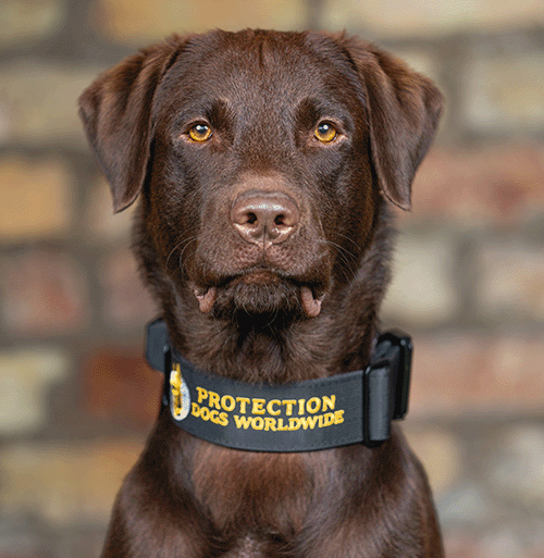 Xeva - Premium Protection Dog for Your Safety | Protection Dogs UK