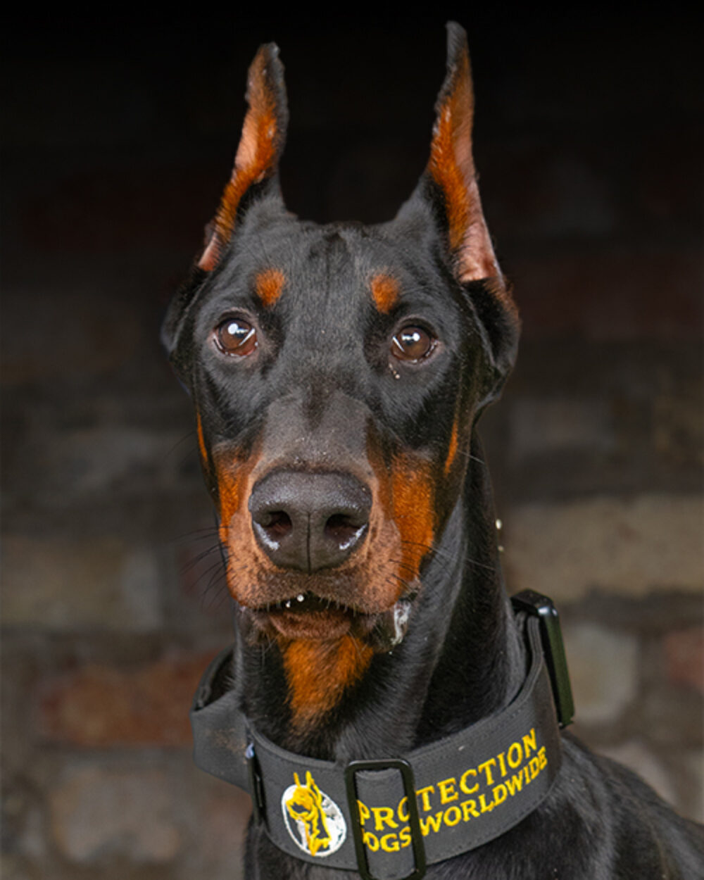 Family and Personal Protection Dogs for Sale UK | Protection Dogs
