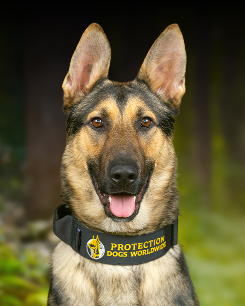 Family and Personal Protection Dogs for Sale UK | Protection Dogs