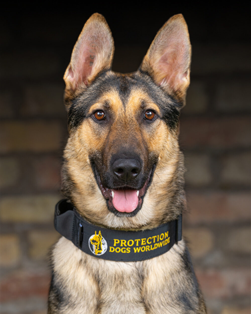German Shepherd Protection Dogs for Sale | Protection Dogs UK