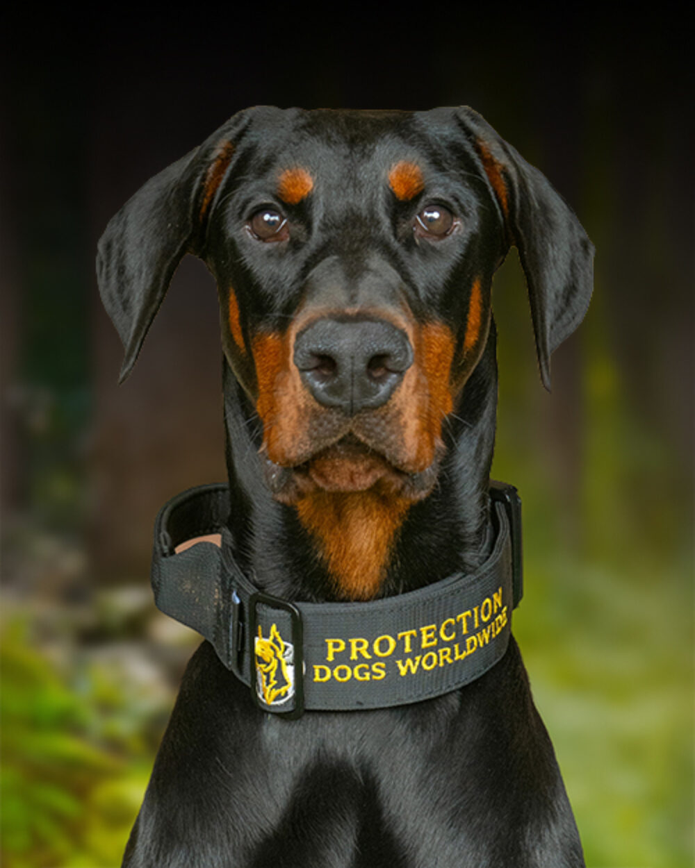 Protection Dogs - Personal & Family Protection Dogs for Sale UK