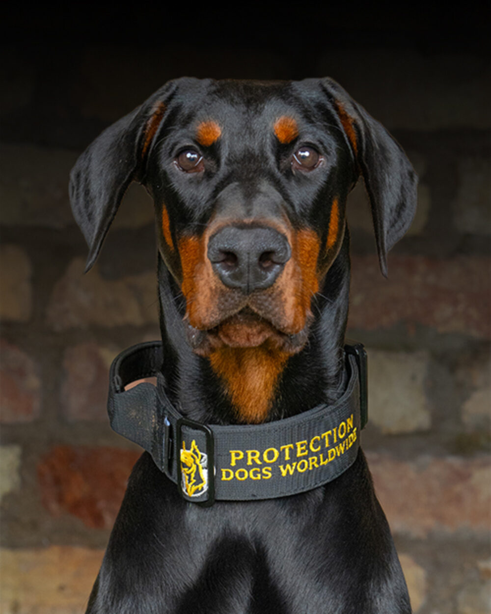 Family and Personal Protection Dogs for Sale UK | Protection Dogs