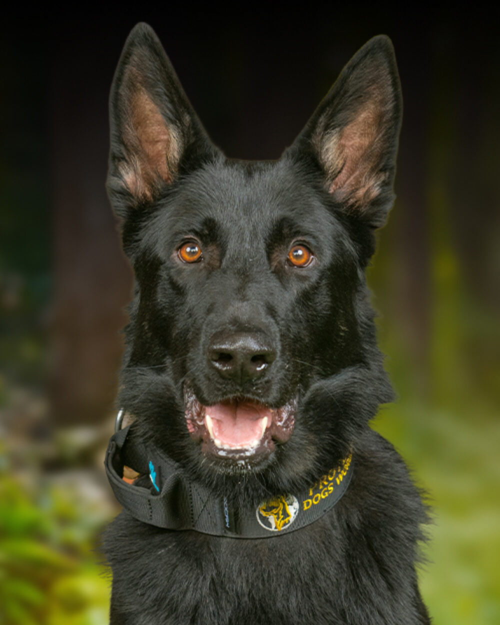German Shepherd Protection Dogs for Sale | Protection Dogs UK
