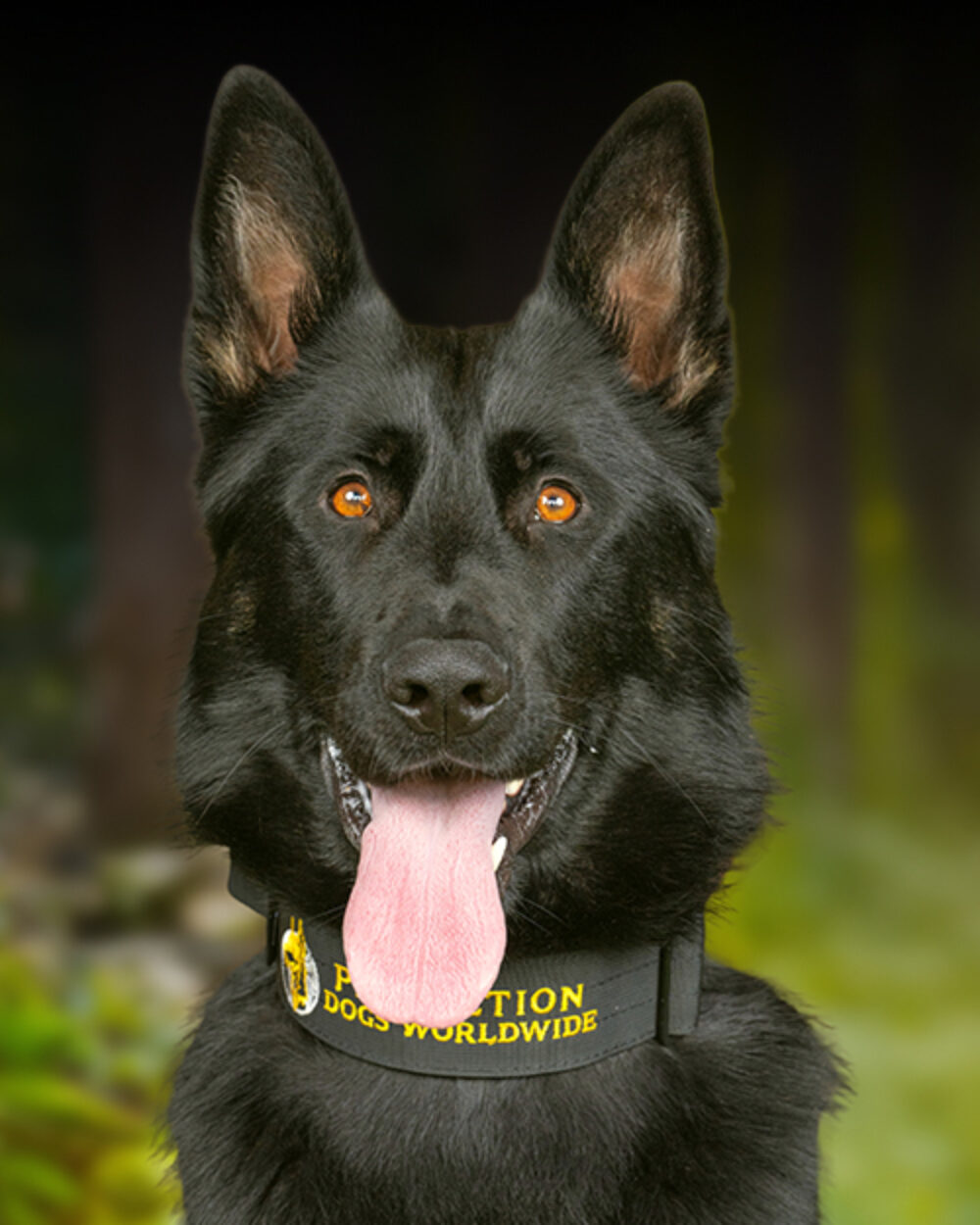 Protection Dogs - Personal & Family Protection Dogs for Sale UK