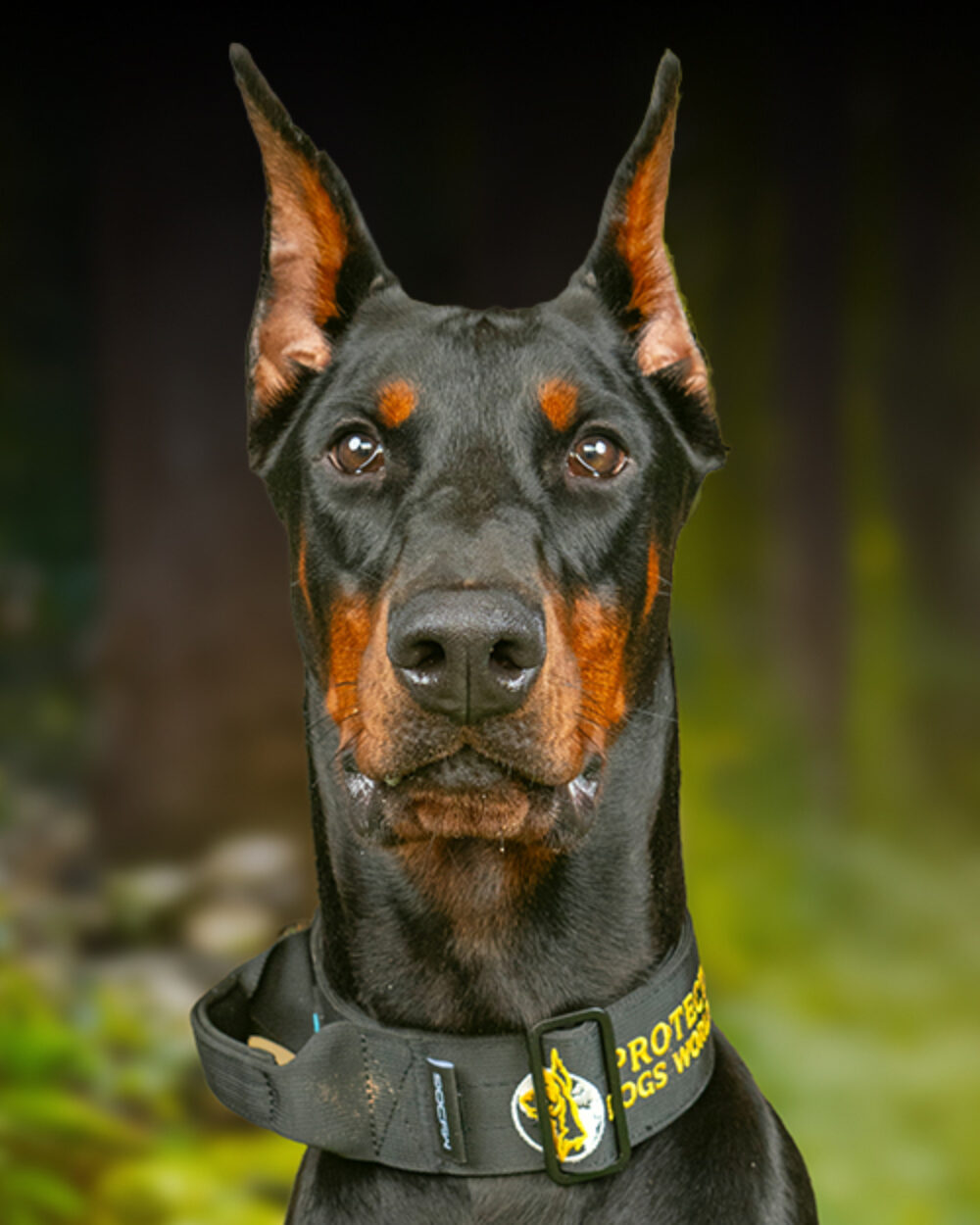 Protection Dogs - Personal & Family Protection Dogs for Sale UK