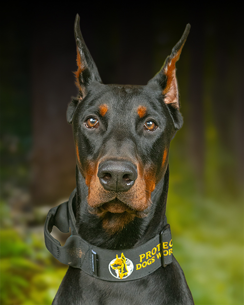Protection Dogs - Personal & Family Protection Dogs for Sale UK