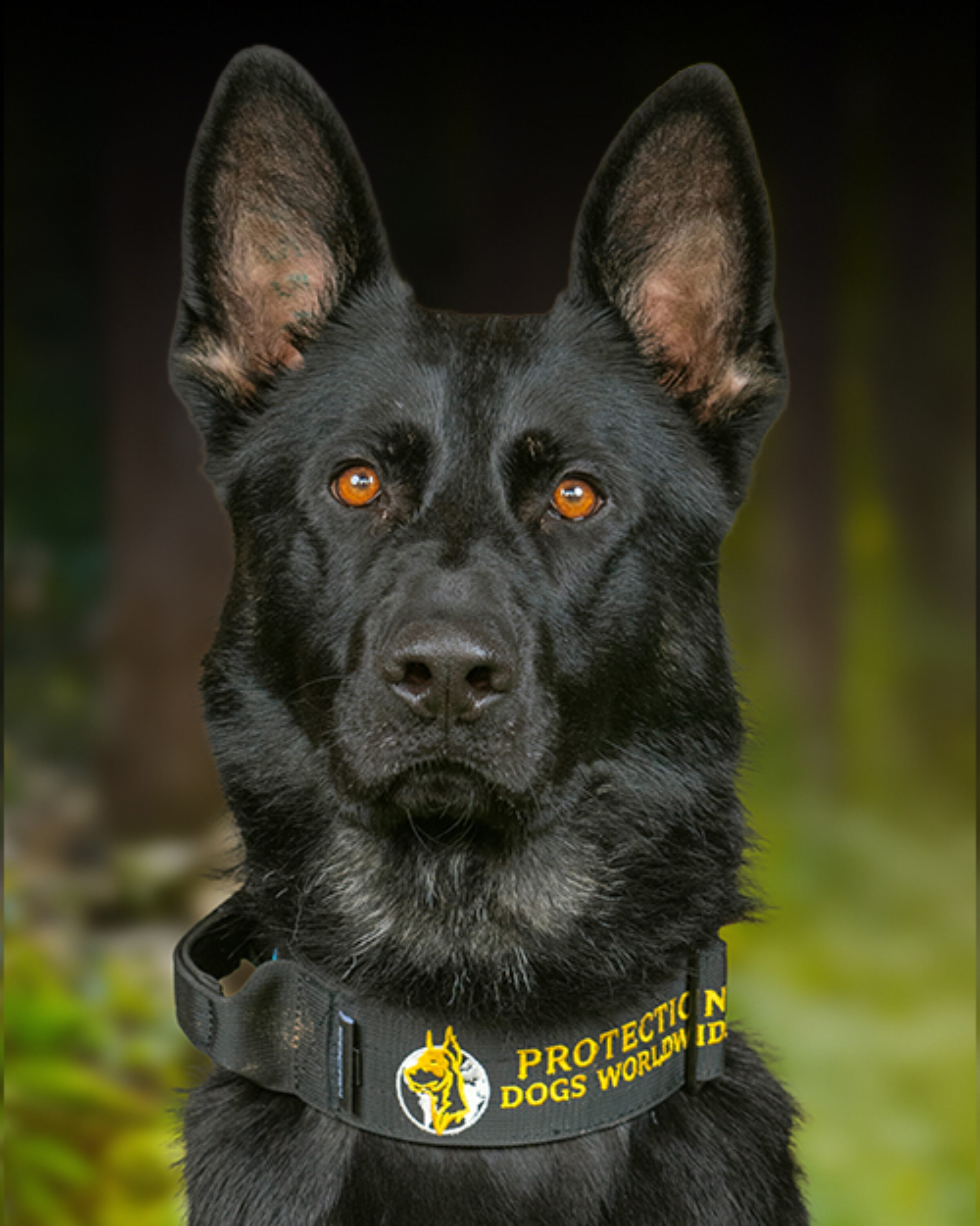 Tron - Protection Dogs Worldwide