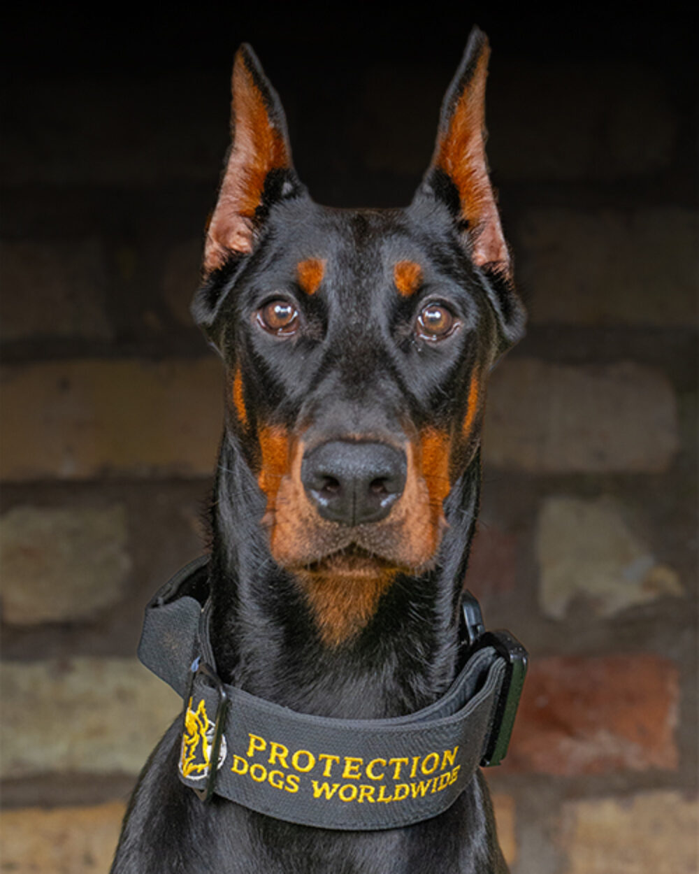 Family and Personal Protection Dogs for Sale UK | Protection Dogs