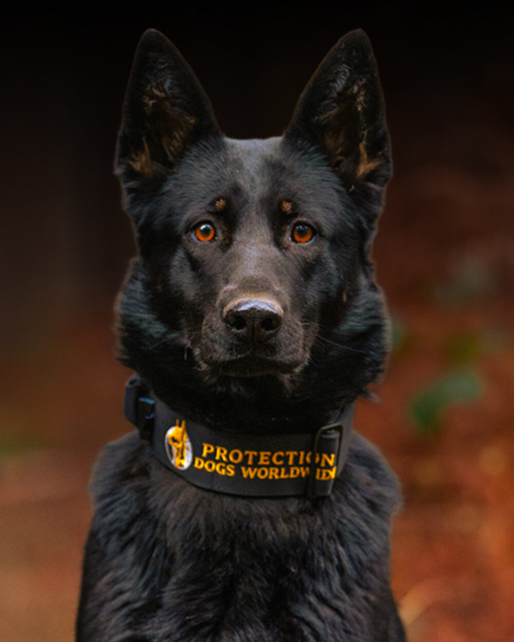 German Shepherd Protection Dogs for Sale | Protection Dogs UK