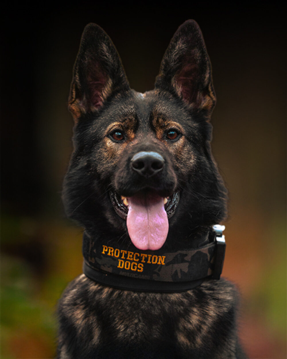 Family and Personal Protection Dogs for Sale UK | Protection Dogs