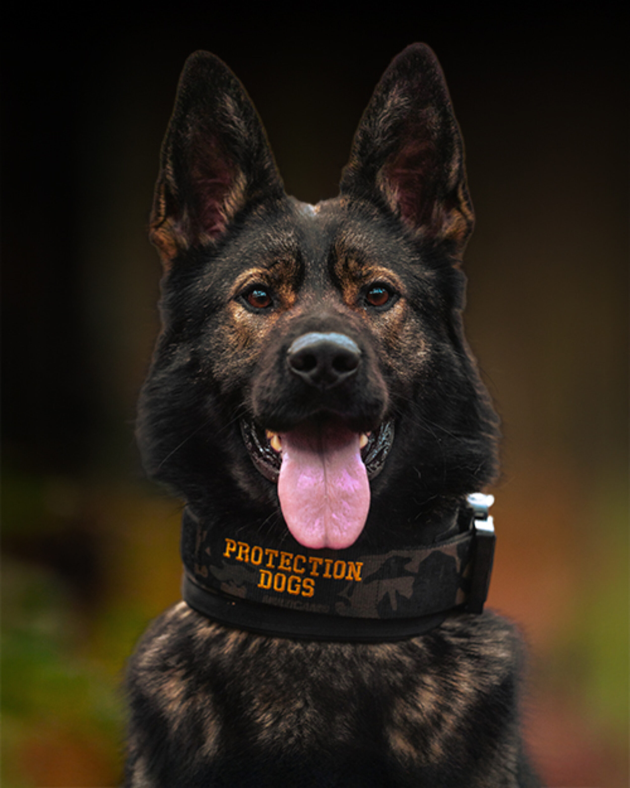 LEAH - German Shepherd RESERVED Call 44 (0) 793 0408 458. for available ...