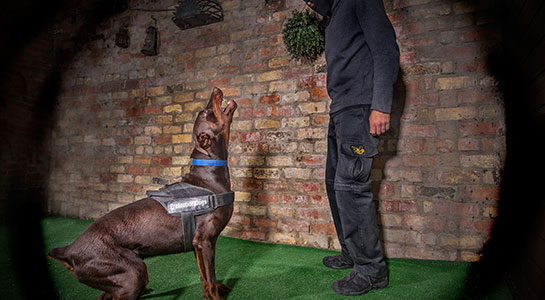 Personal Protection Training for Dogs, Family Dogs Training UK