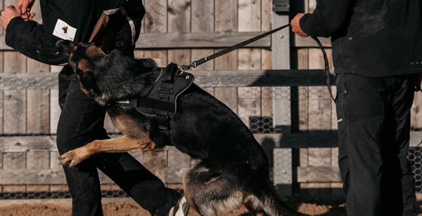 Protection Dogs - Personal & Family Protection Dogs for Sale UK