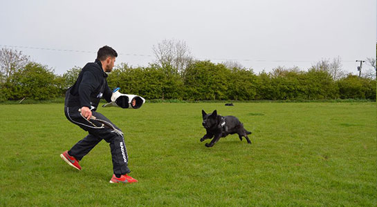Personal Protection Training for Dogs, Family Dogs Training UK