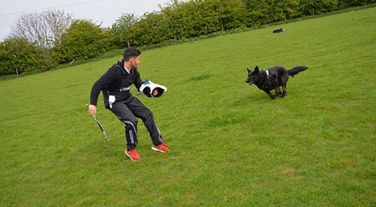 Personal Protection Training for Dogs, Family Dogs Training UK