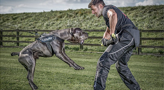 Personal Protection Training for Dogs, Family Dogs Training UK