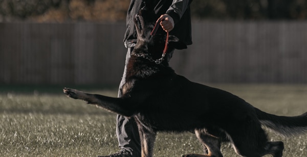 Protection Dogs - Personal & Family Protection Dogs for Sale UK