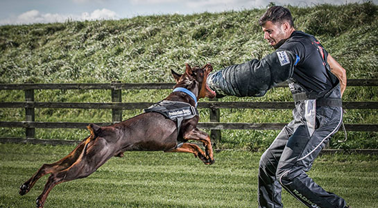 Personal Protection Training for Dogs, Family Dogs Training UK