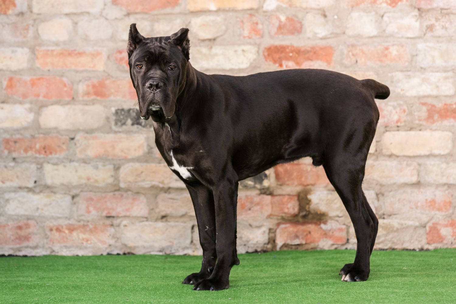 Bongo- Cane Corsos (Sold) Call +44 (0)785 8120 456 for available dogs