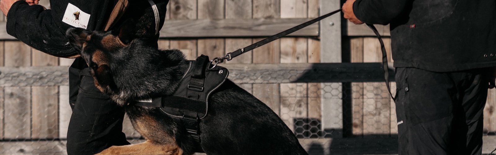 Personal Protection Training for Dogs, Family Dogs Training UK