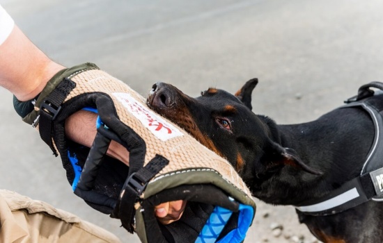 Personal Protection Training for Dogs, Family Dogs Training UK