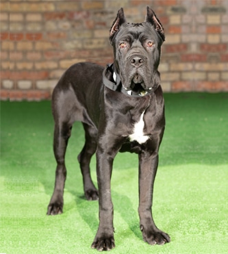 KANE Elite Protection Dogs Sold Call +44 (0)785 8120 456 for available dogs