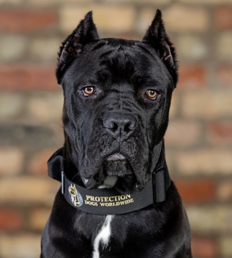 GHOST PUPPY Cane Corso sold Call +44 (0)785 8120 456 for available dogs